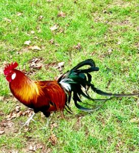 Black Breasted Red Phoenix Chicks for Sale | Cackle Hatchery®