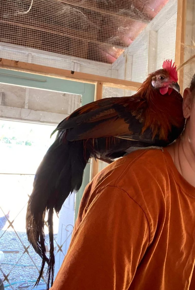 Black Breasted Red Phoenix Chicks for Sale | Cackle Hatchery®