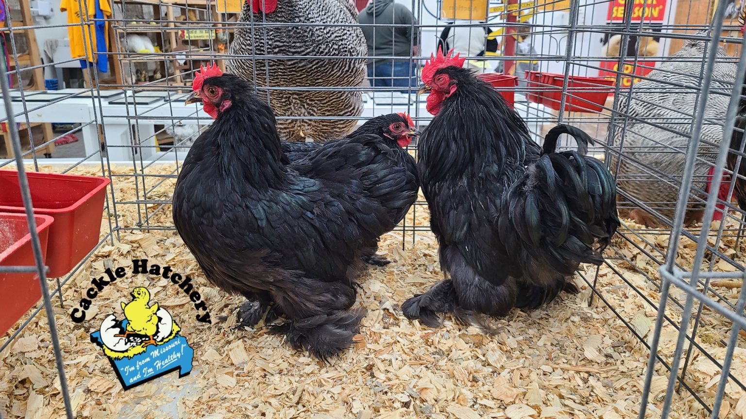 Black Cochin Bantam Chickens for Sale | Cackle Hatchery®
