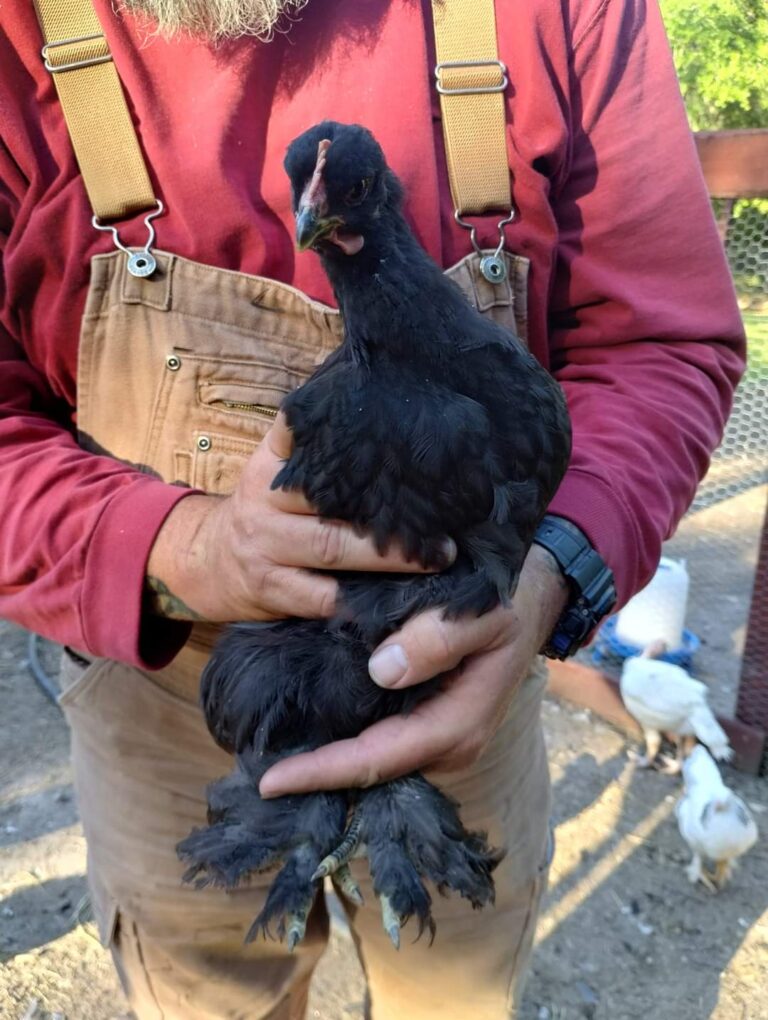 Black Cochins - Standard Cochin Baby Chicks | Cackle Hatchery®