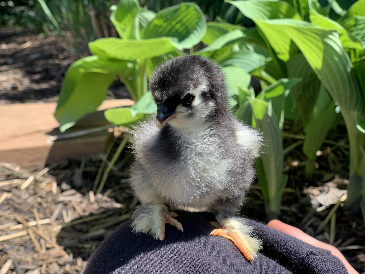 Black Cochins - Standard Cochin Baby Chicks | Cackle Hatchery®