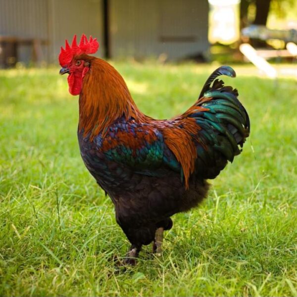 Chocolate Egger™ Chicken - Cackle Hatchery
