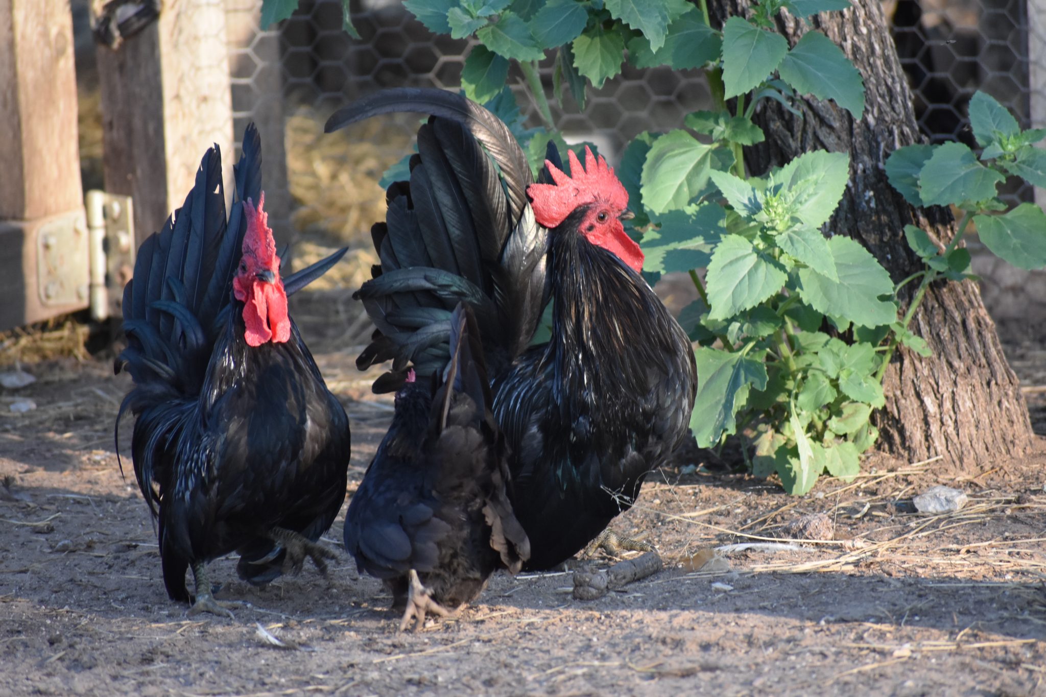 Black Japanese Bantam Chickens for Sale | Cackle Hatchery®