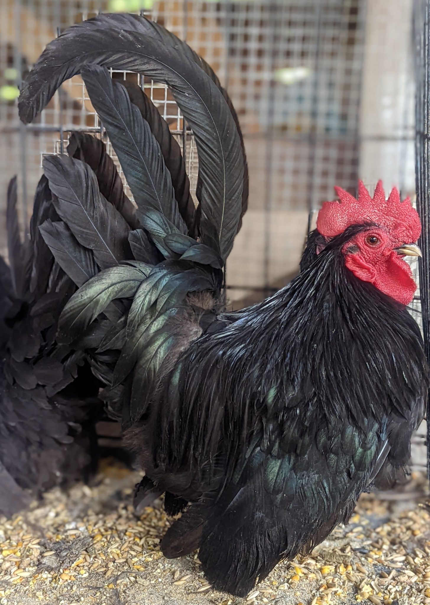 Black Japanese Bantam Chickens for Sale | Cackle Hatchery®
