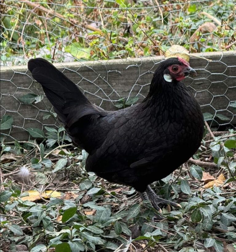 Black Rosecomb Bantam Chickens for Sale | Cackle Hatchery®