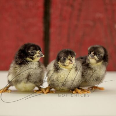 Black Rosecomb Bantam Chickens for Sale | Cackle Hatchery®