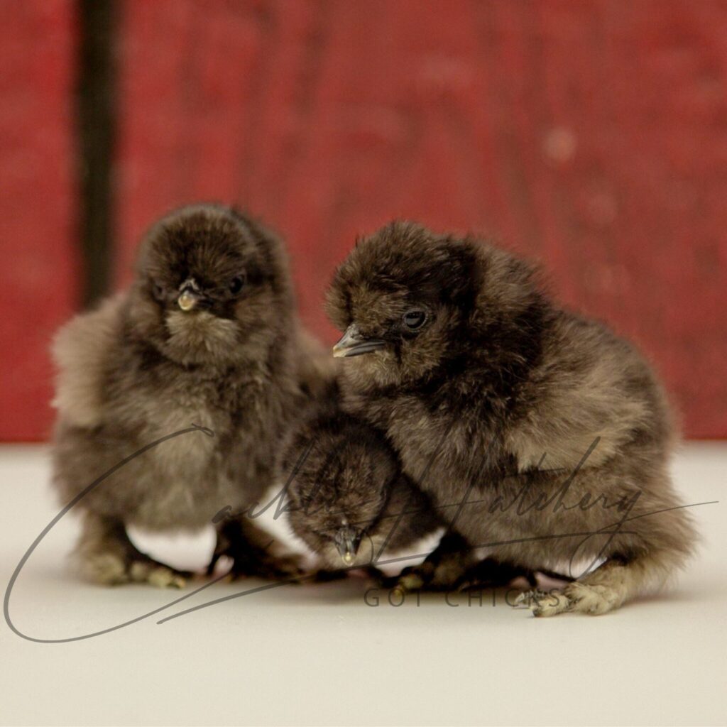 Black Silkie Bantams - Bantam Chicks Online | Cackle Hatchery®