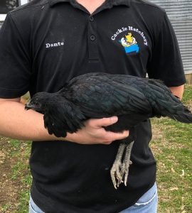 Black Sumatra Chicken: Baby Chicks for Sale | Cackle Hatchery®