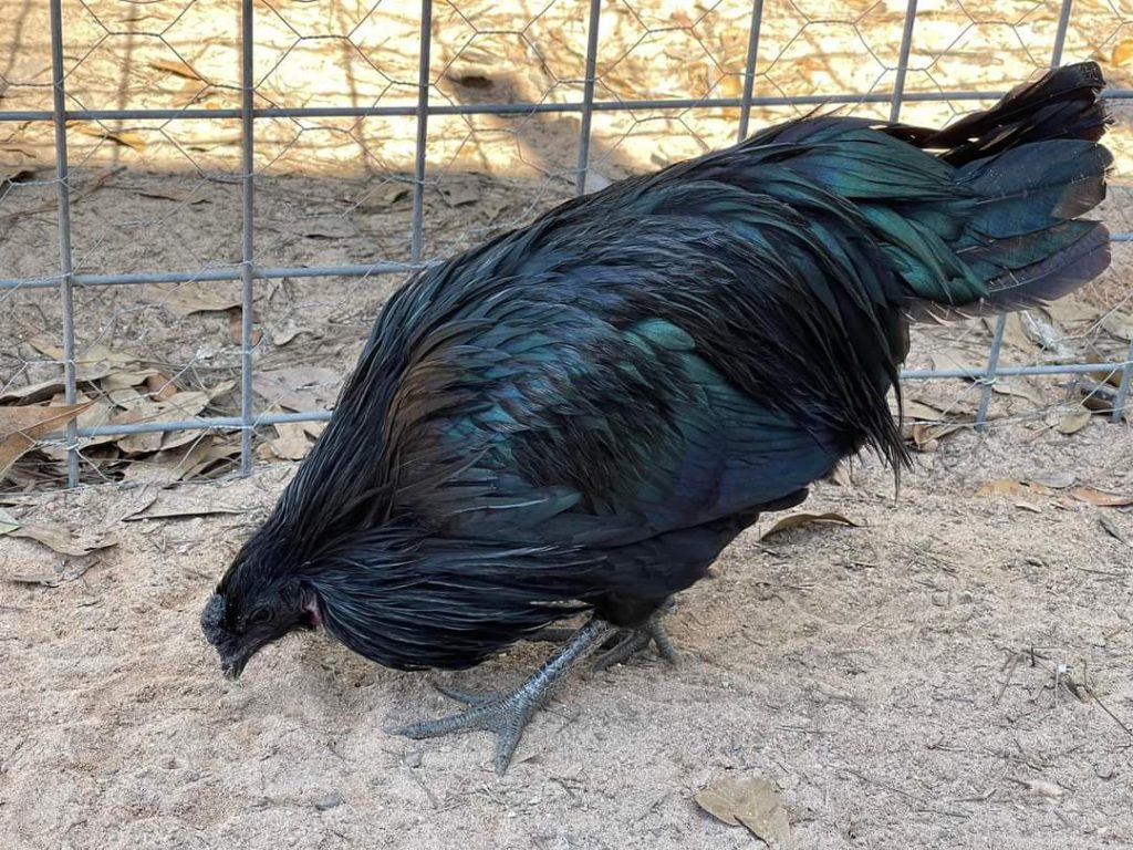 Black Sumatra Chicken: Baby Chicks for Sale | Cackle Hatchery®