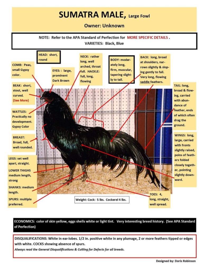 Black Sumatra Chicken: Baby Chicks for Sale | Cackle Hatchery®
