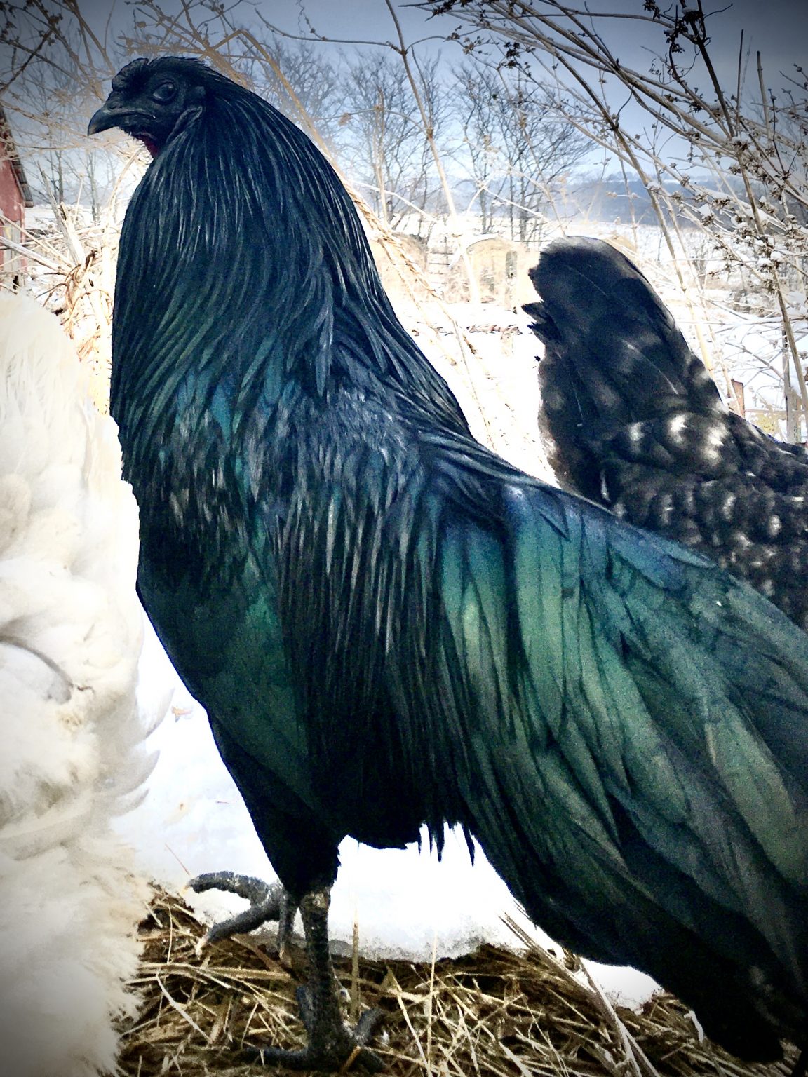Black Sumatra Chicken: Baby Chicks for Sale | Cackle Hatchery®