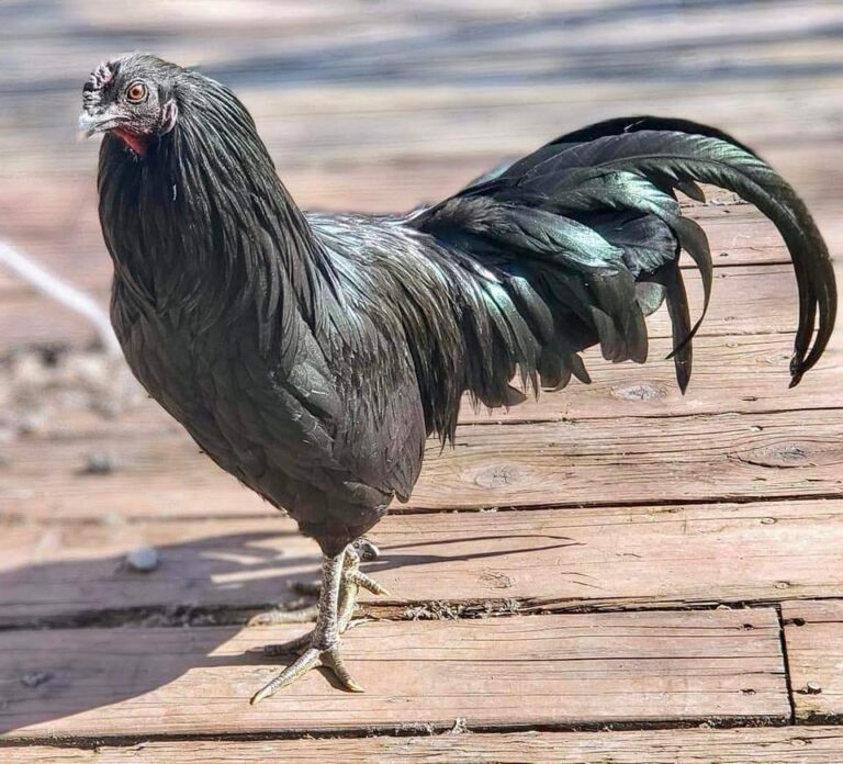 Black Sumatra Chicken: Baby Chicks for Sale | Cackle Hatchery®