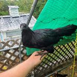 Black Sumatra Chicken: Baby Chicks for Sale | Cackle Hatchery®