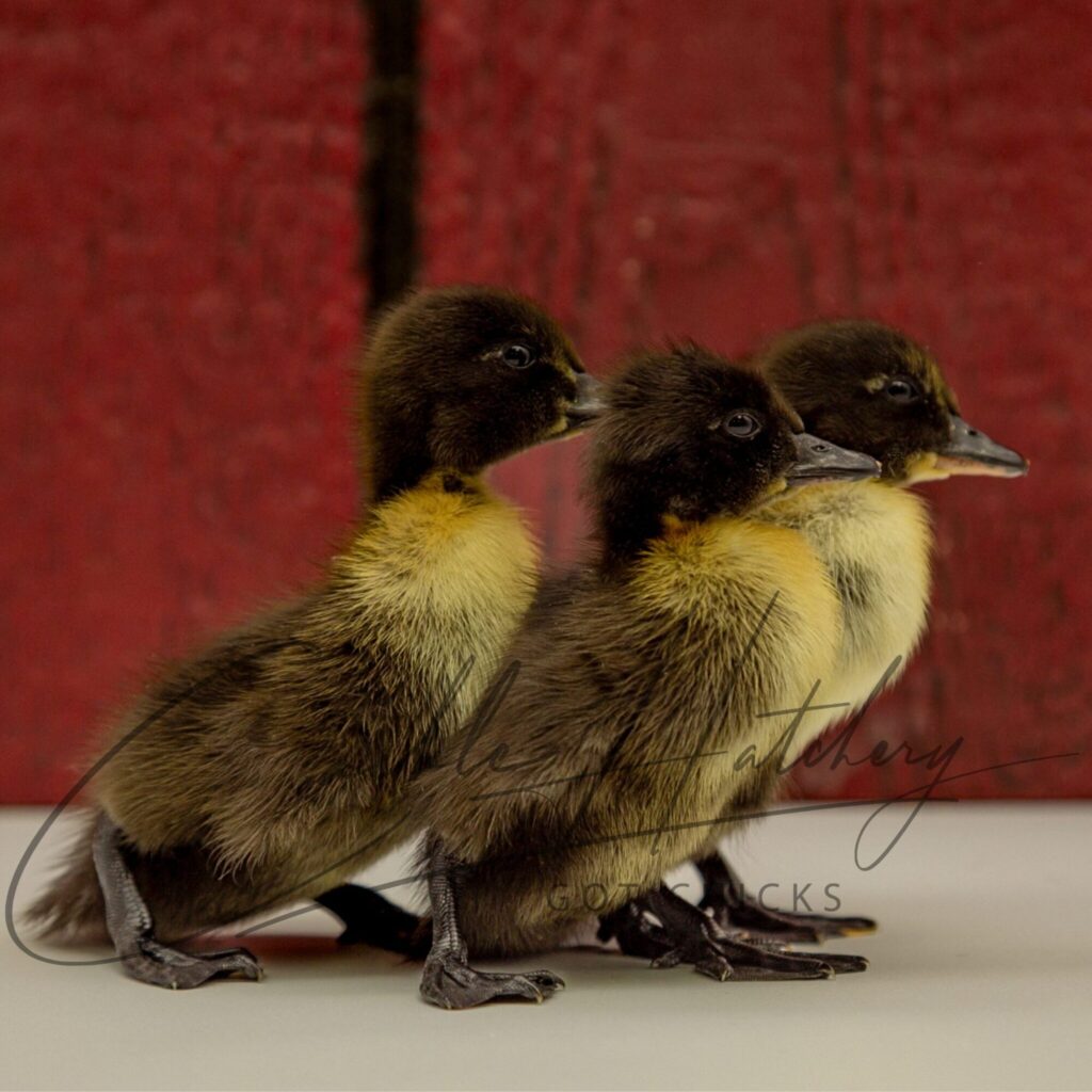 Black Swedish Ducks : Ducklings for Sale | Cackle Hatchery®