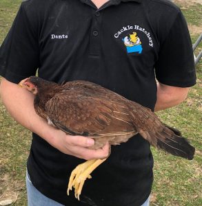Black Breasted Red Aseel (Asil) Chickens | Cackle Hatchery®