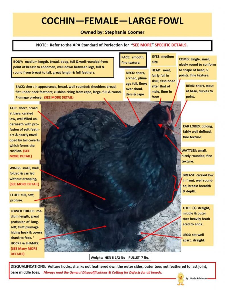 Black Cochins - Standard Cochin Baby Chicks | Cackle Hatchery®