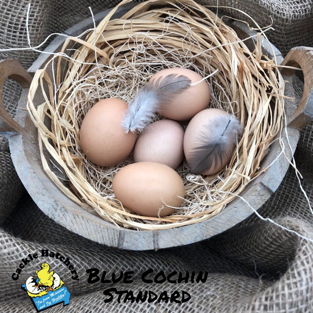 Blue Cochin Standard Baby Chicks for Sale | Cackle Hatchery®