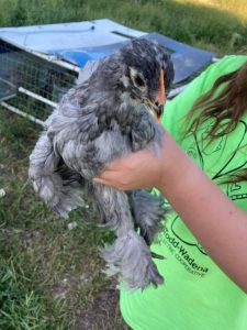 Blue Cochin Standard Baby Chicks for Sale | Cackle Hatchery®