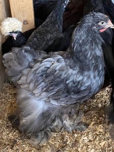 Blue Cochin Standard Baby Chicks for Sale | Cackle Hatchery®