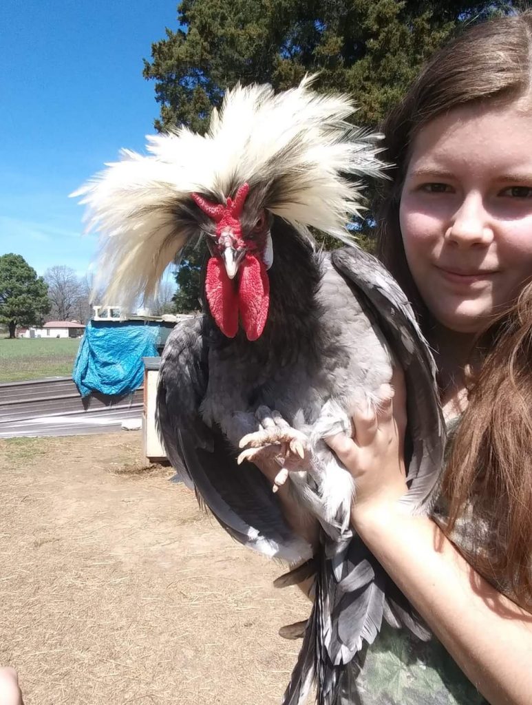 White Crested Blue Polish Chicken for Sale - White Egg Layers | Cackle ...