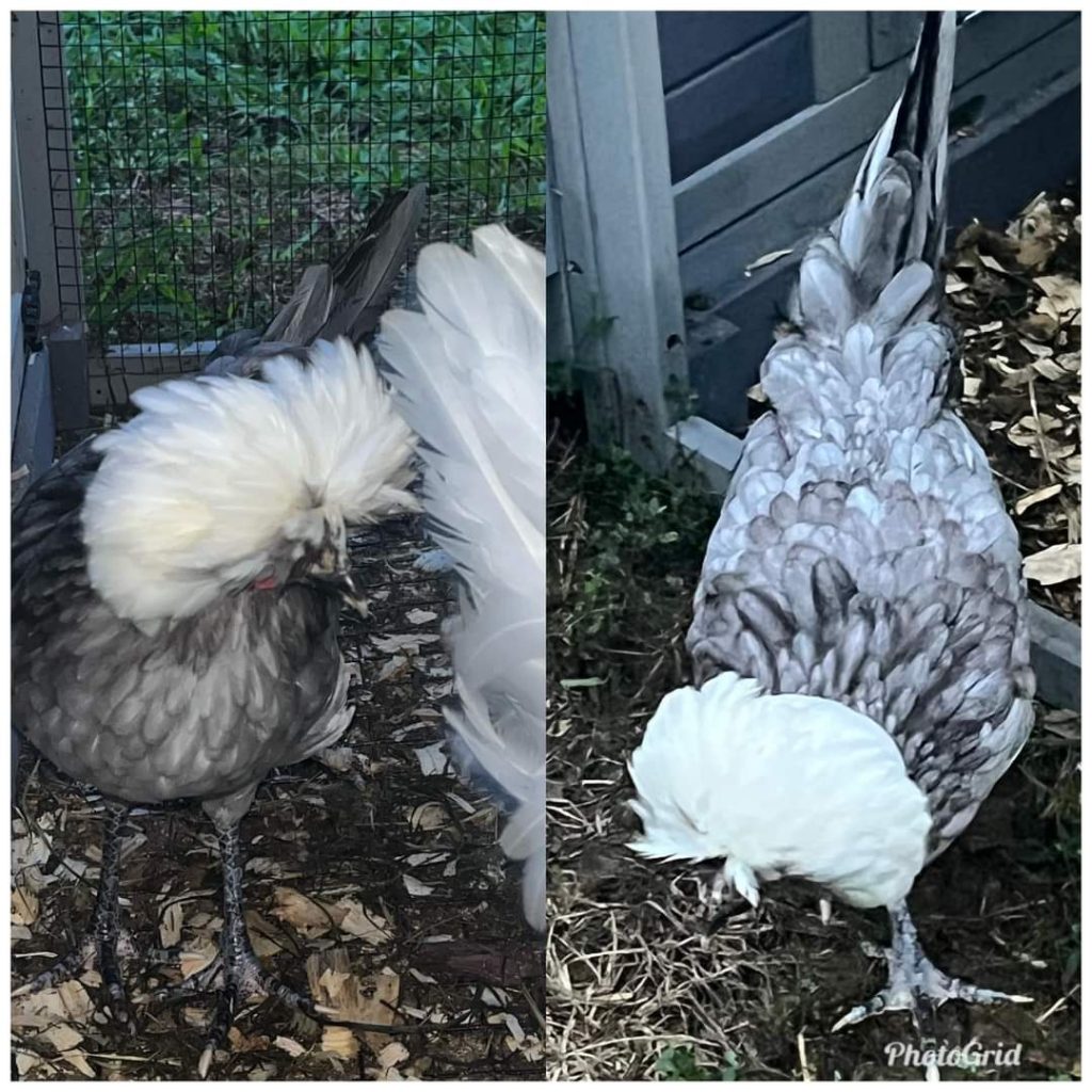 White Crested Blue Polish Chicken for Sale - White Egg Layers | Cackle ...