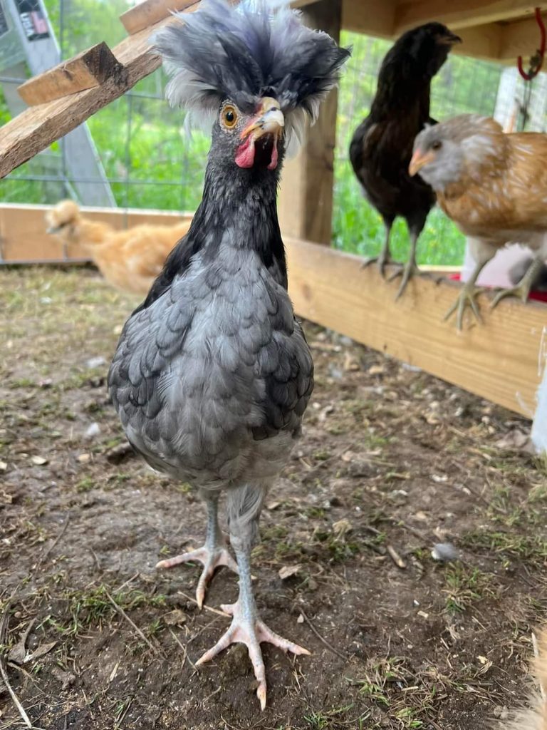 White Crested Blue Polish Chicken for Sale - White Egg Layers | Cackle ...