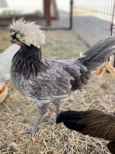 White Crested Blue Polish Chicken for Sale - White Egg Layers | Cackle ...