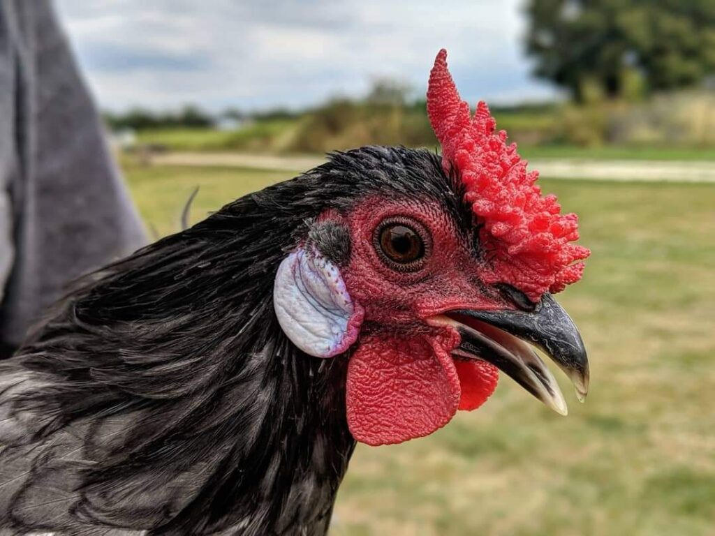 Blue Rosecomb Bantam Chickens for Sale | Cackle Hatchery®