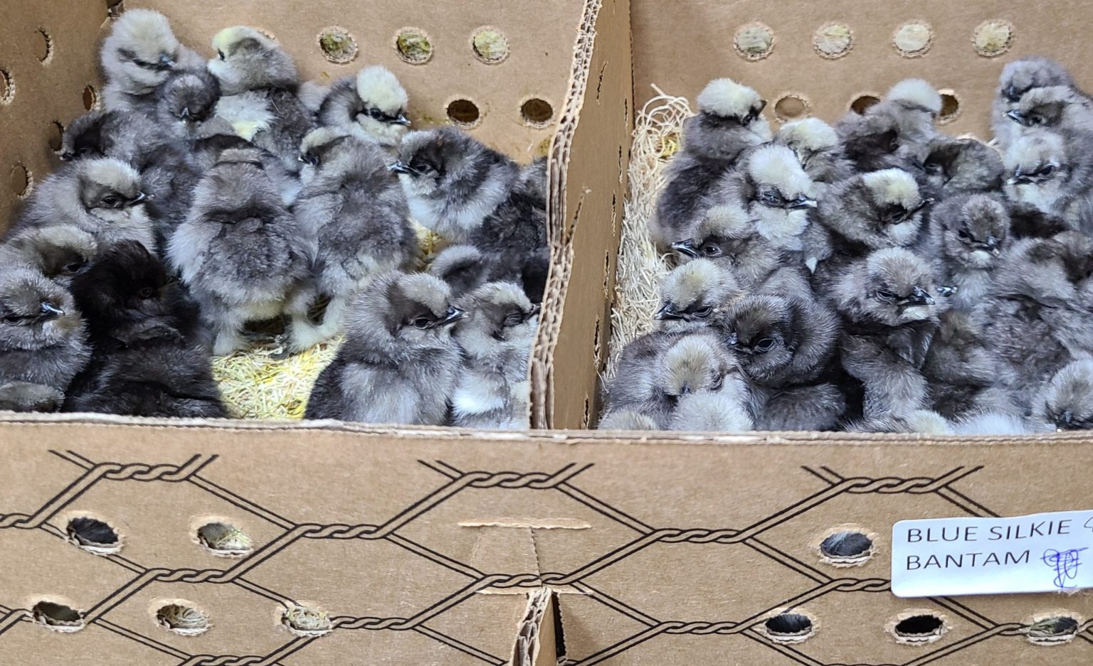 Blue Bearded Silkie Bantam Chicks | Pet Bantams