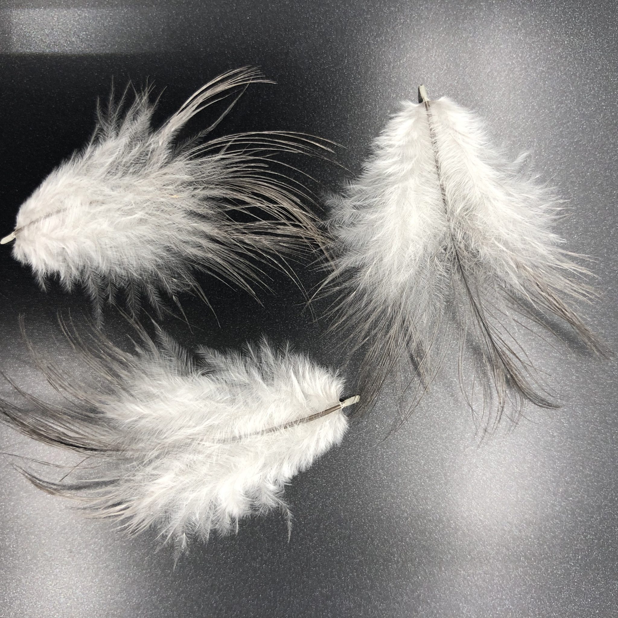 Blue Bearded Silkie Bantam Chicks | Pet Bantams