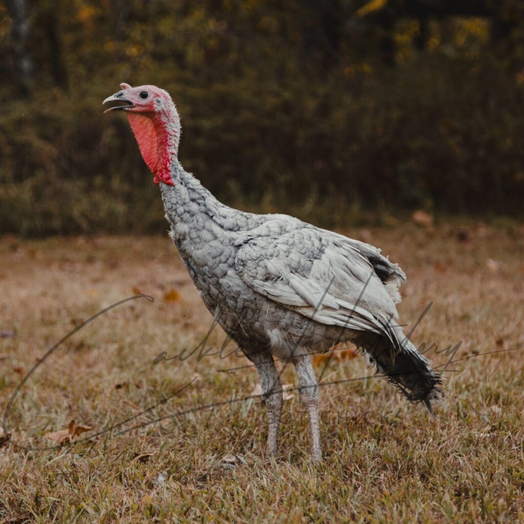 Blue Slate Turkey - Turkey Poults for Sale | Cackle Hatchery®