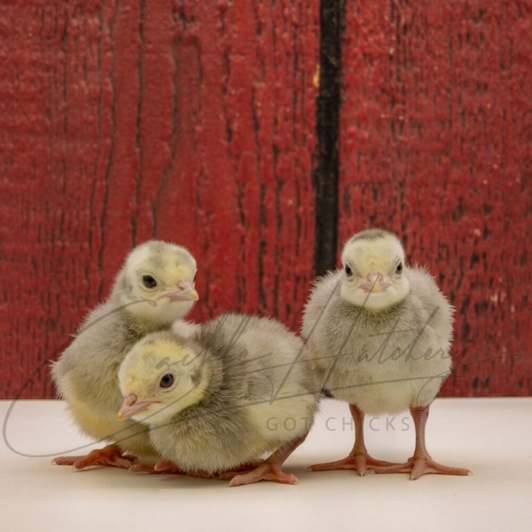 Blue Slate Turkey - Turkey Poults for Sale | Cackle Hatchery®