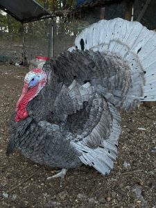 Blue Slate Turkey - Turkey Poults for Sale | Cackle Hatchery®