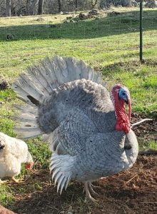 Blue Slate Turkey - Turkey Poults for Sale | Cackle Hatchery®