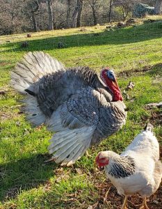 Blue Slate Turkey - Turkey Poults for Sale | Cackle Hatchery®