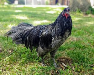 Blue Sumatra Chicken : Baby Chicks for Sale | Cackle Hatchery®