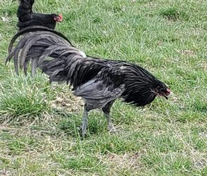 Blue Sumatra Chicken : Baby Chicks for Sale | Cackle Hatchery®