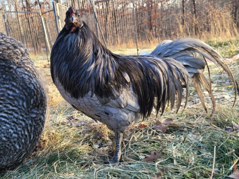 Blue Sumatra Chicken : Baby Chicks for Sale | Cackle Hatchery®