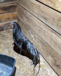 Blue Sumatra Chicken : Baby Chicks for Sale | Cackle Hatchery®