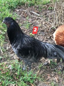 Blue Sumatra Chicken : Baby Chicks for Sale | Cackle Hatchery®