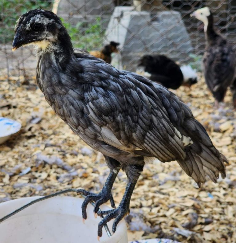 Blue Sumatra Chicken : Baby Chicks for Sale | Cackle Hatchery®