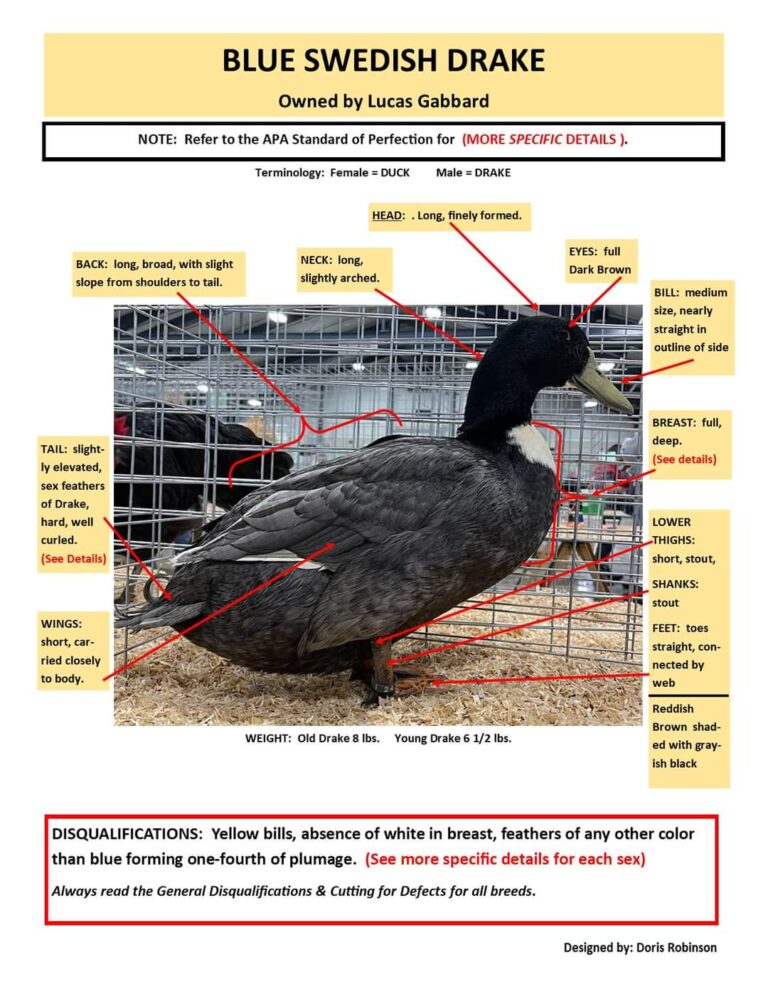 Blue Swedish Ducks : Ducklings for Sale | Cackle Hatchery®