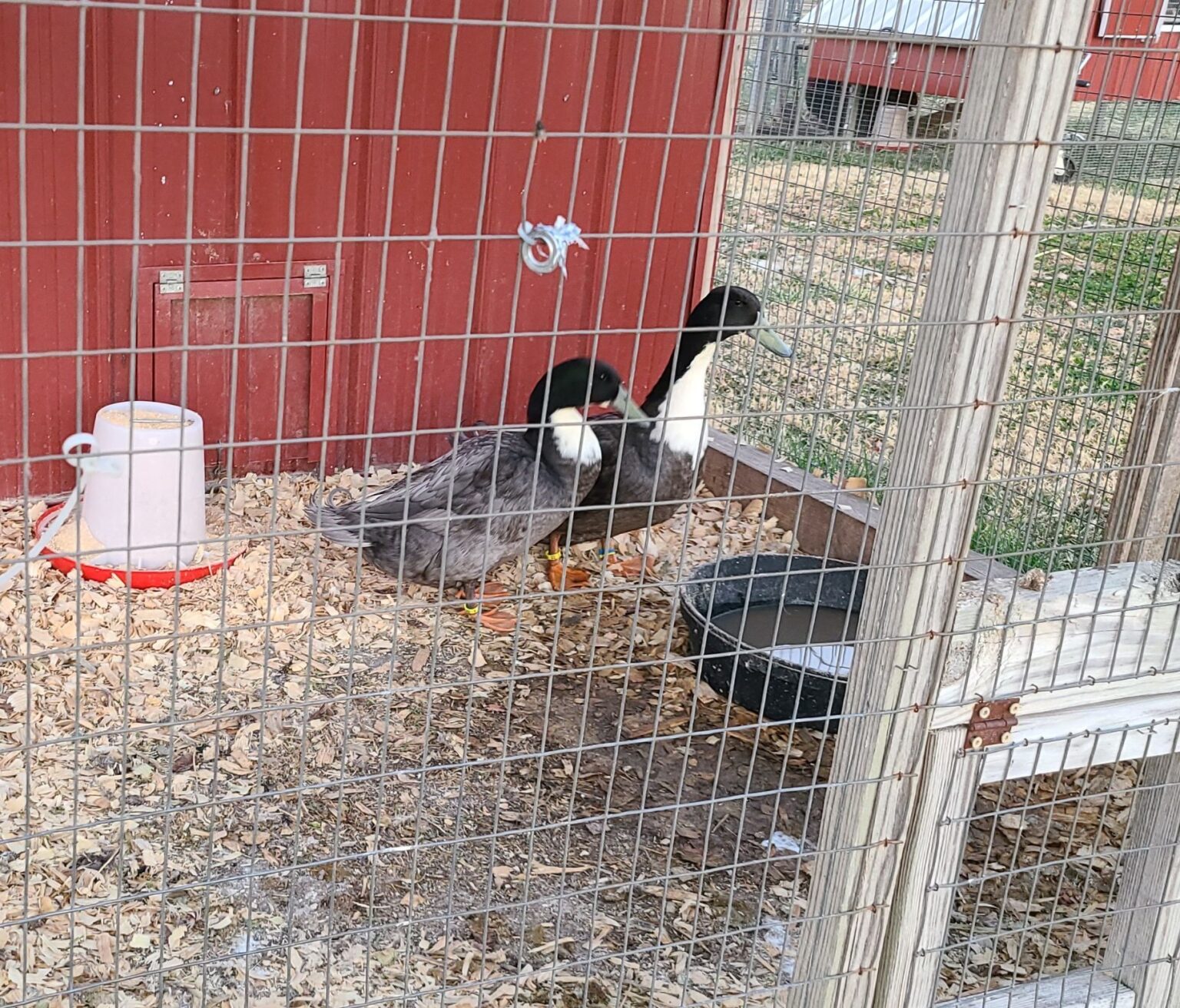 Blue Swedish Ducklings | Calm Backyard Duck | Cackle Hatchery®
