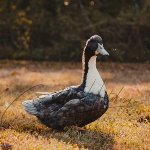 Fawn and White Runner Ducks - Baby Ducklings | Cackle Hatchery®