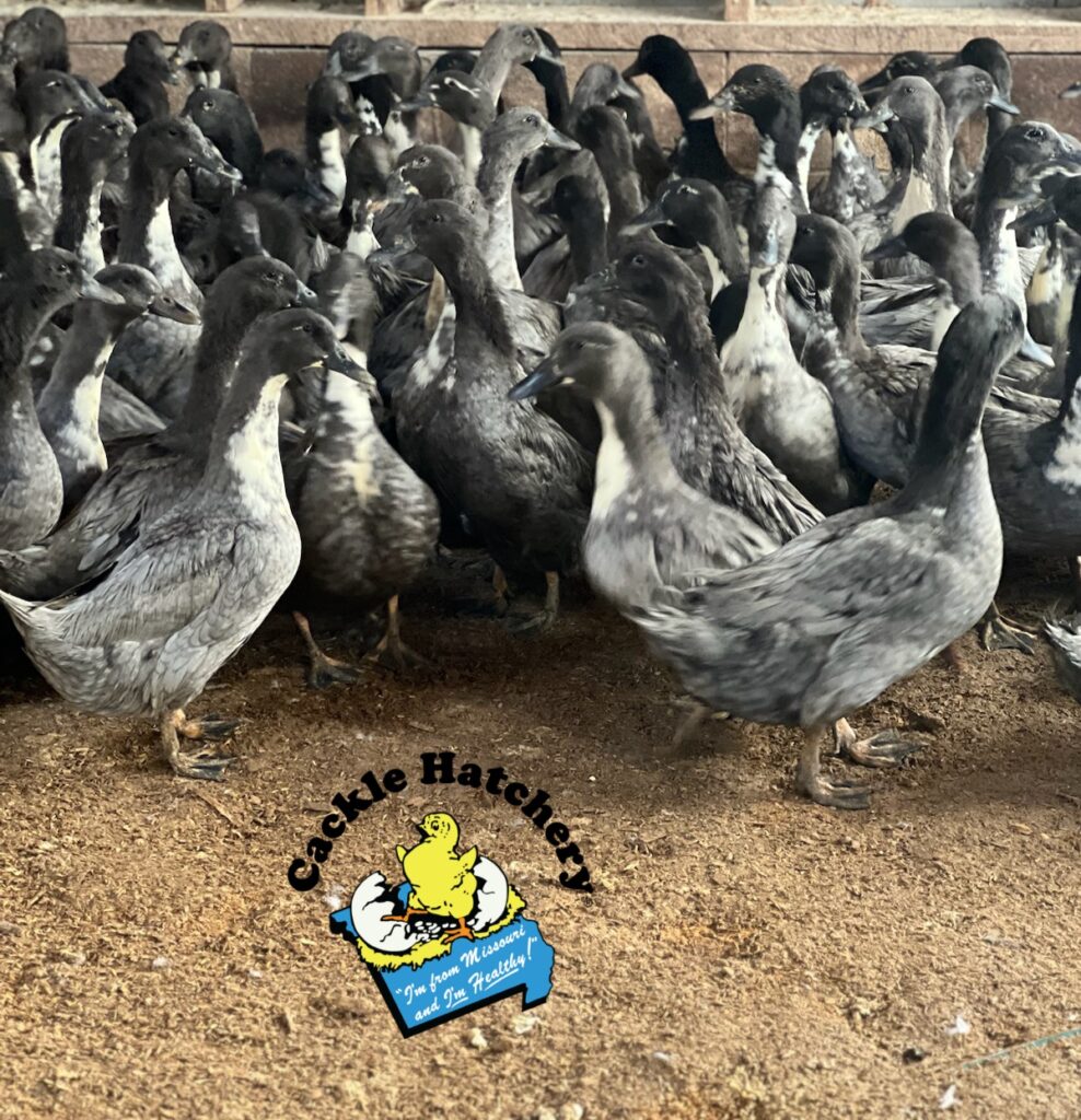 Blue Swedish Ducklings | Calm Backyard Duck | Cackle Hatchery®