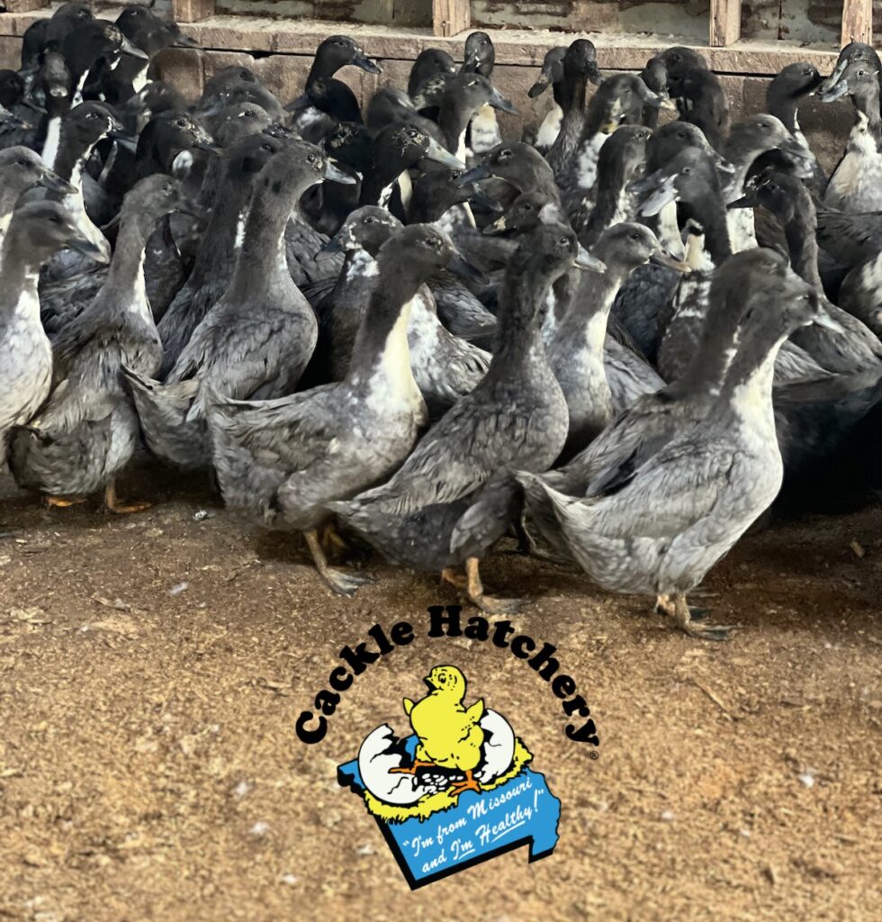 Blue Swedish Ducklings | Calm Backyard Duck | Cackle Hatchery®
