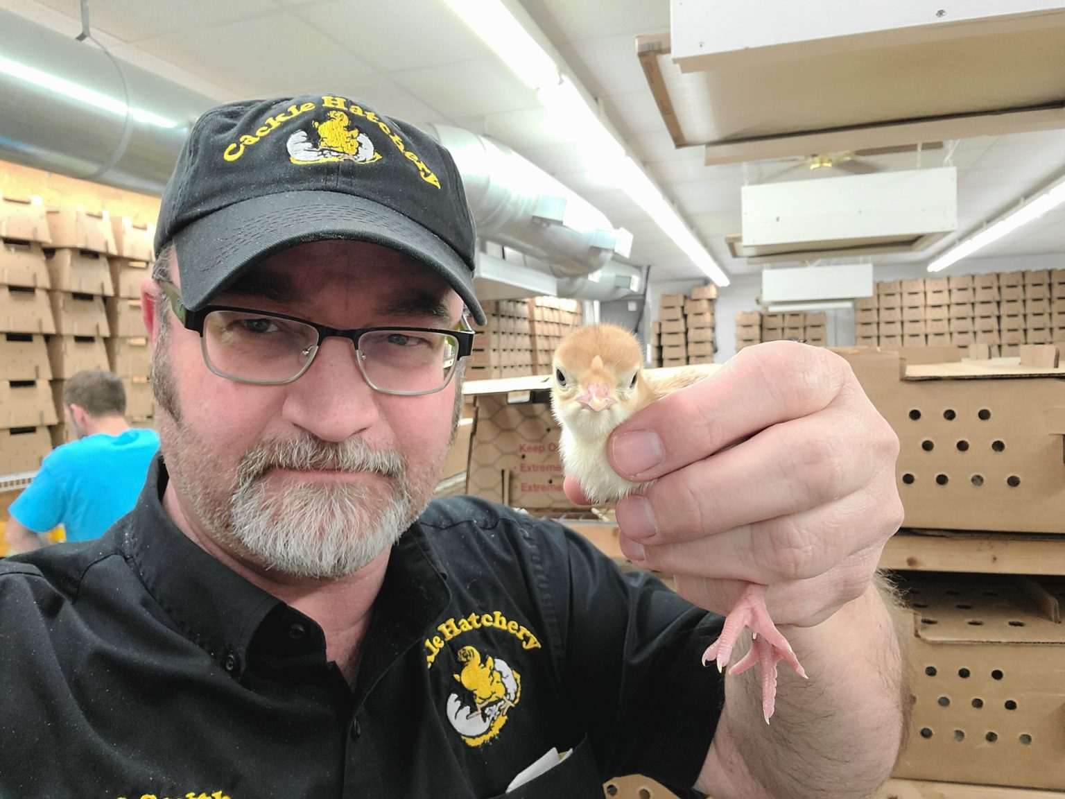 Bourbon Red Turkey - Heritage Turkey Poults | Cackle Hatchery®