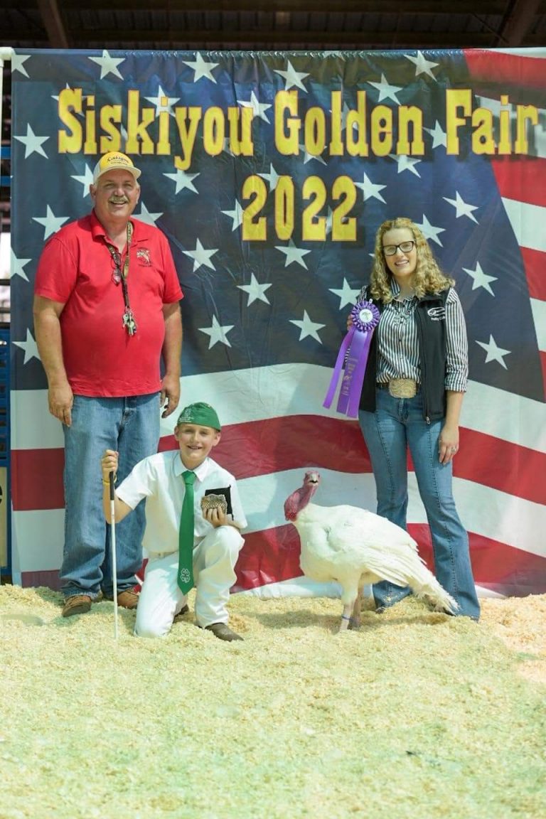Broad Breasted White Turkey | Cackle Hatchery®