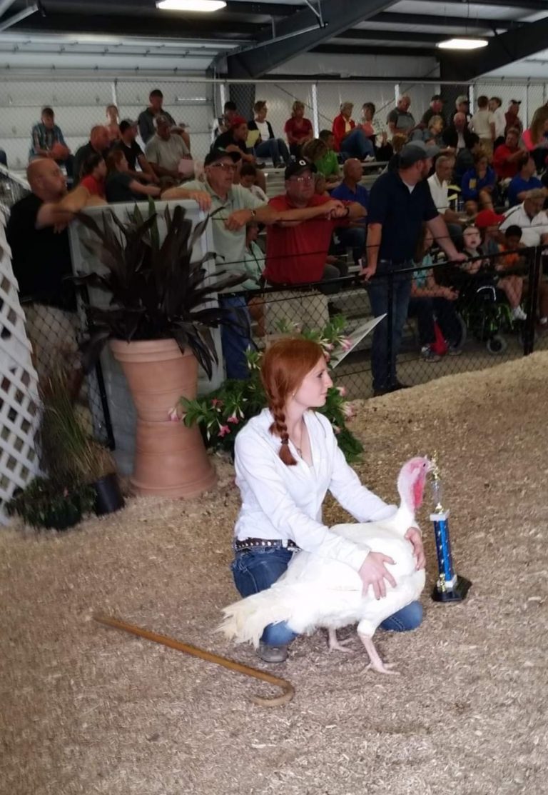 Broad Breasted White Turkey | Cackle Hatchery®