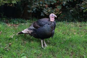 Heritage (Standard) Bronze Turkey Poults | Cackle Hatchery®